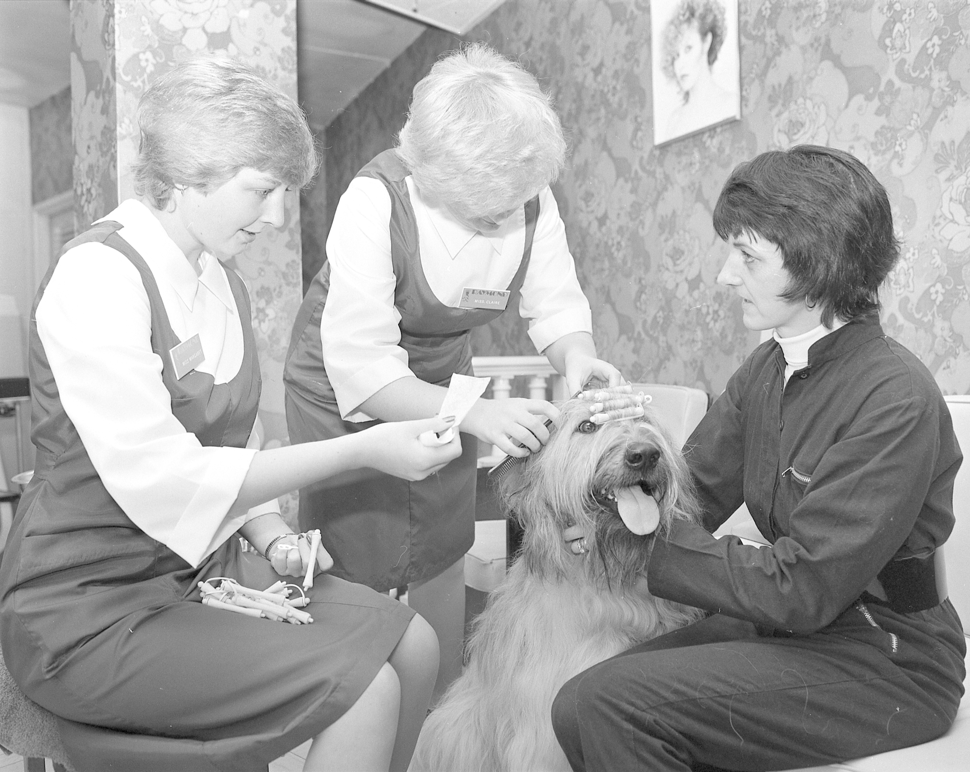 Remember When: Pooch received a haircut from 'Teasy Weasy' Raymond ...
