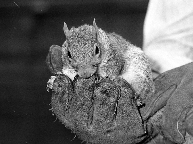 Remember When: Cyril, the squirrel who was afraid of heights - Photo 1 ...