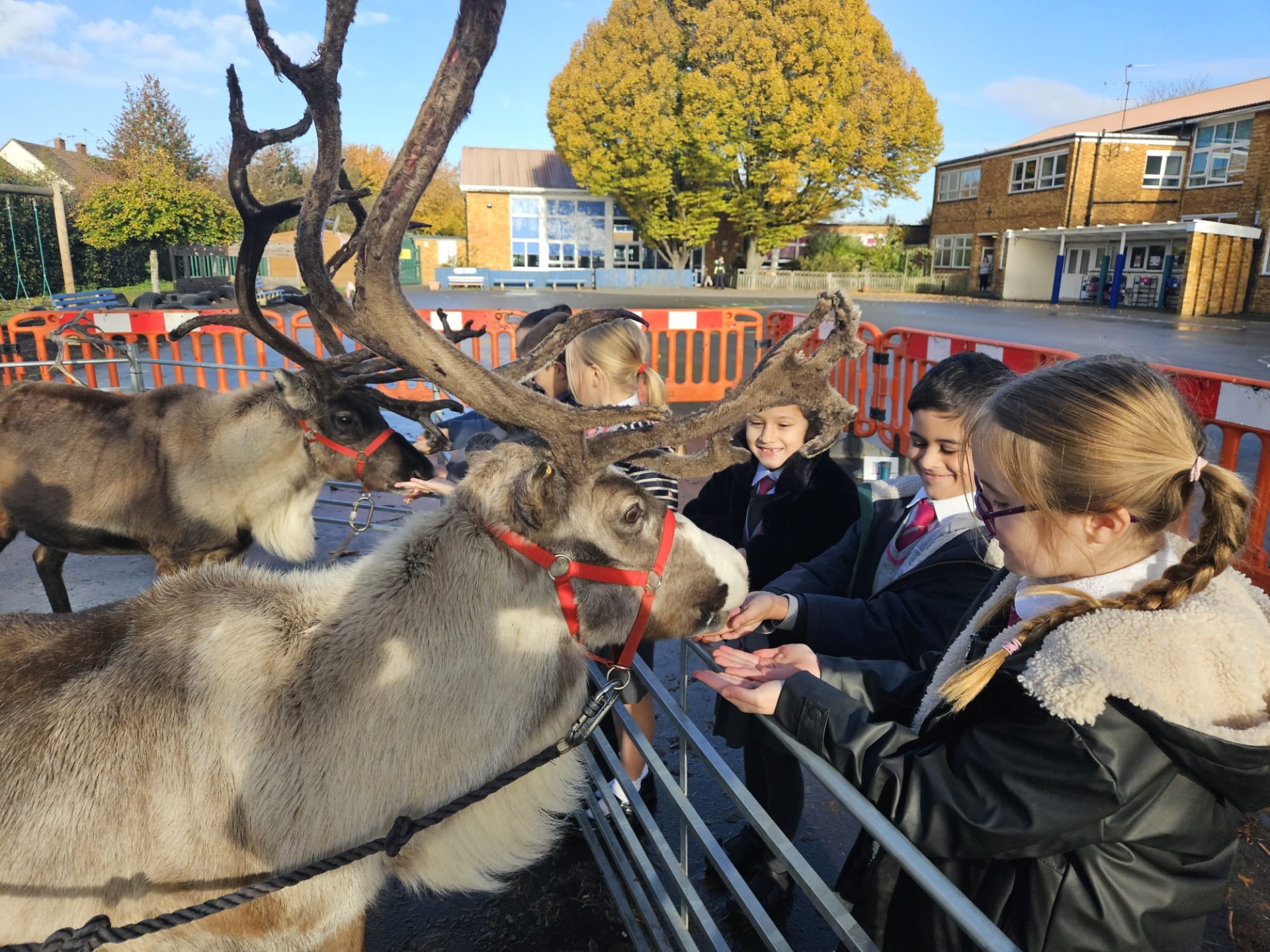 Reindeer bring early Christmas treat to Burnham school - Maidenhead ...