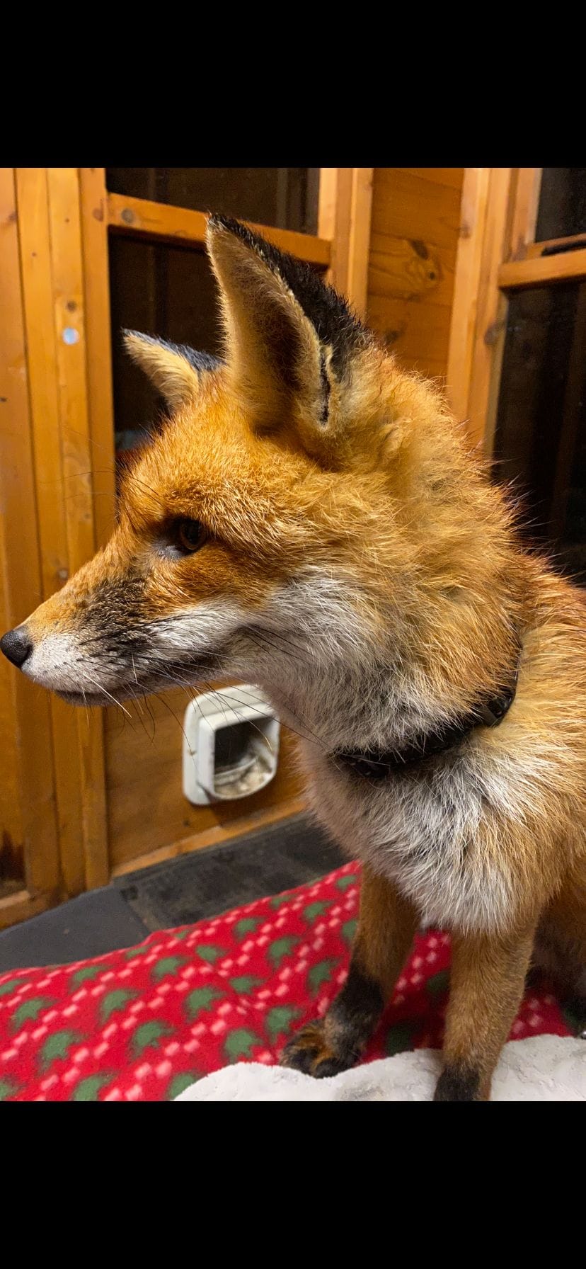 Search to find 'vulnerable' fox missing in Wargrave - Slough Express