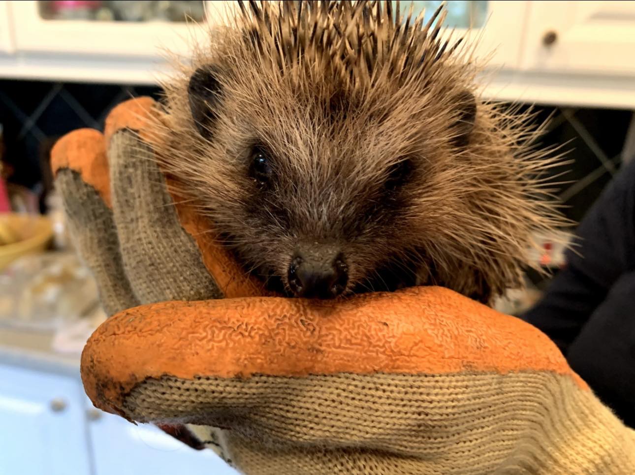 Helping hedgehogs out of hibernation - tips from Twyford group - Maidenhead Advertiser