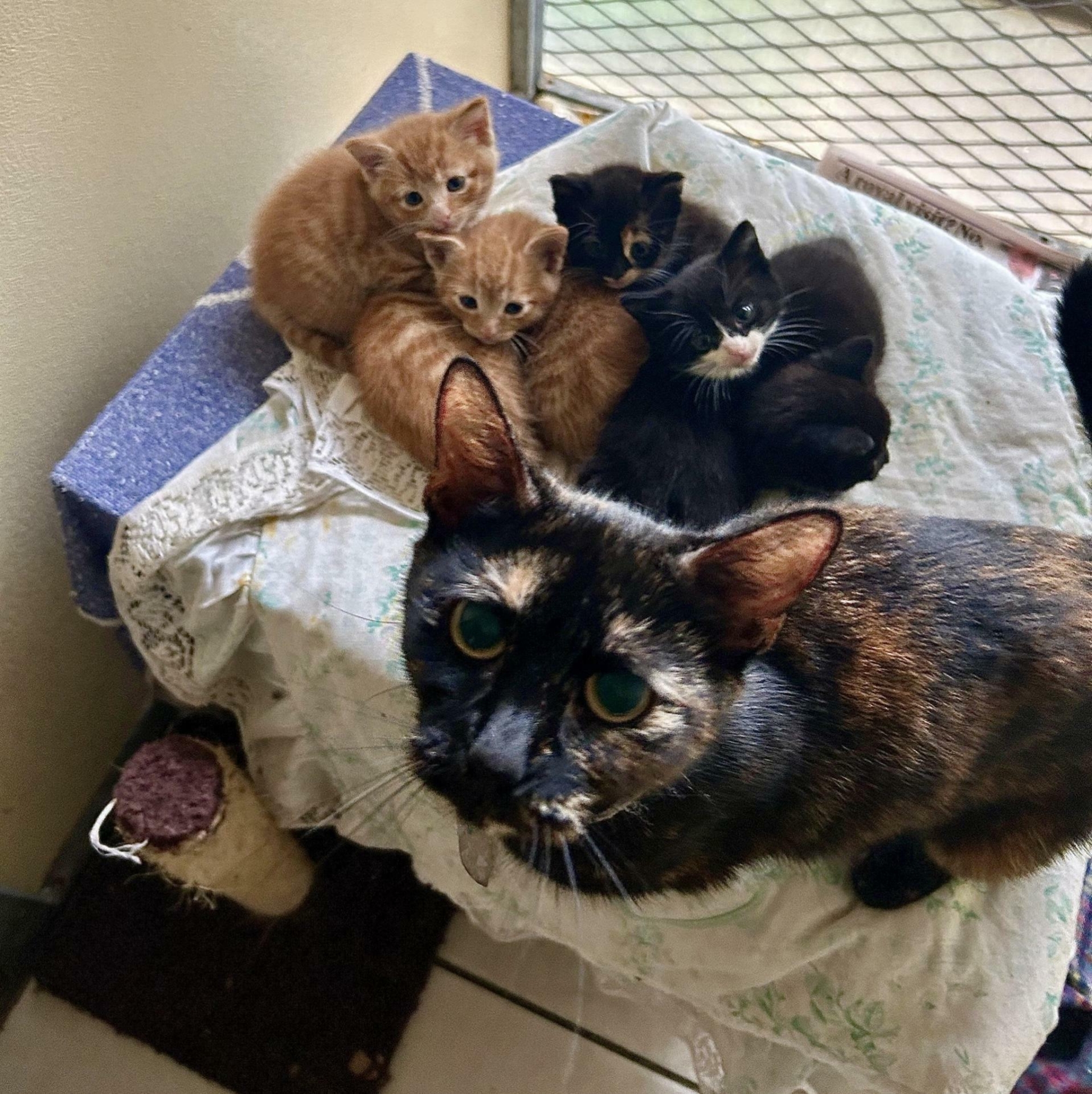 Forgotten cats hoping to find their purr-fect homes - Maidenhead Advertiser