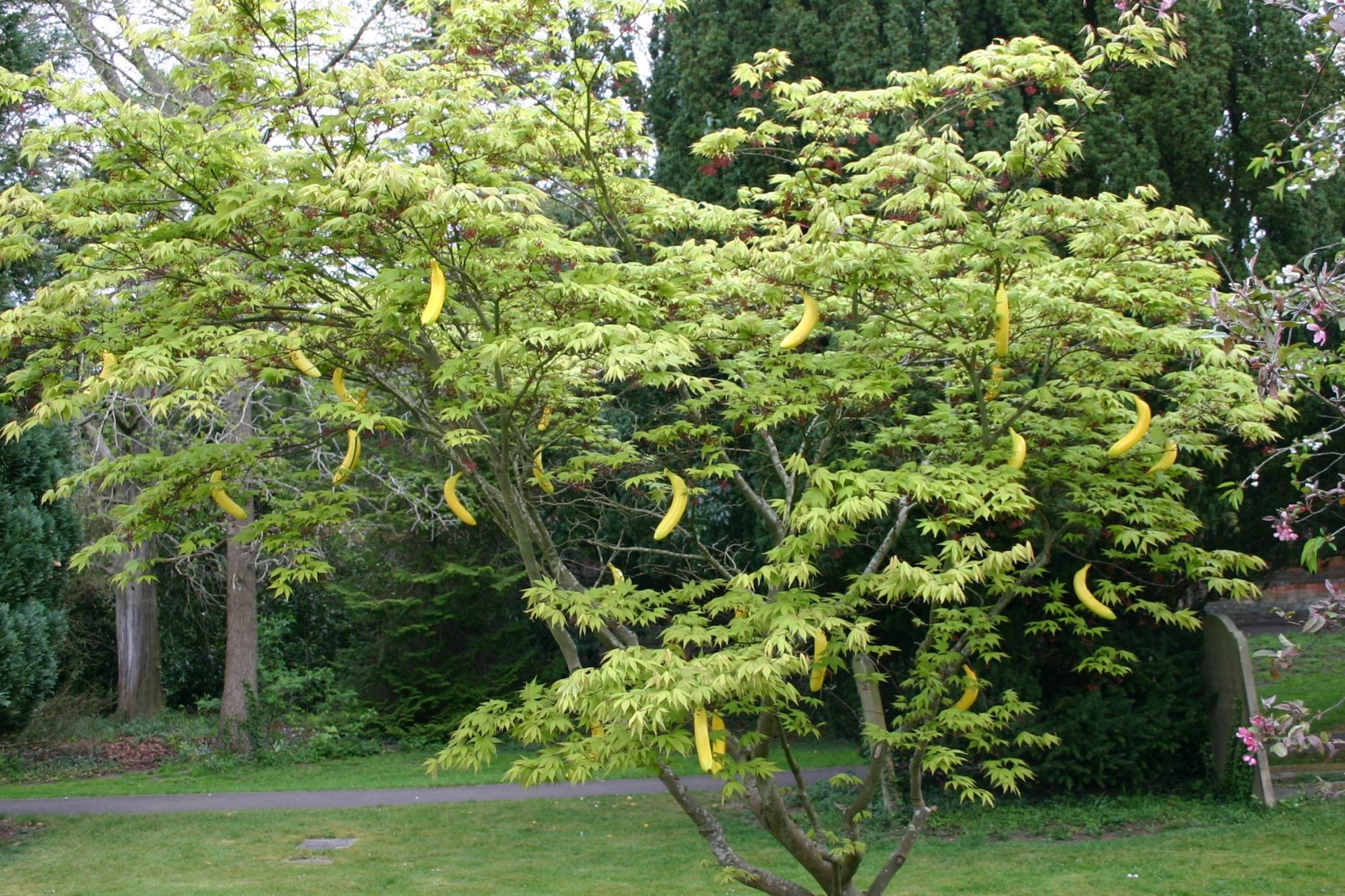 Thames Manneken Pis and miraculous banana tree appear in Sonning ...