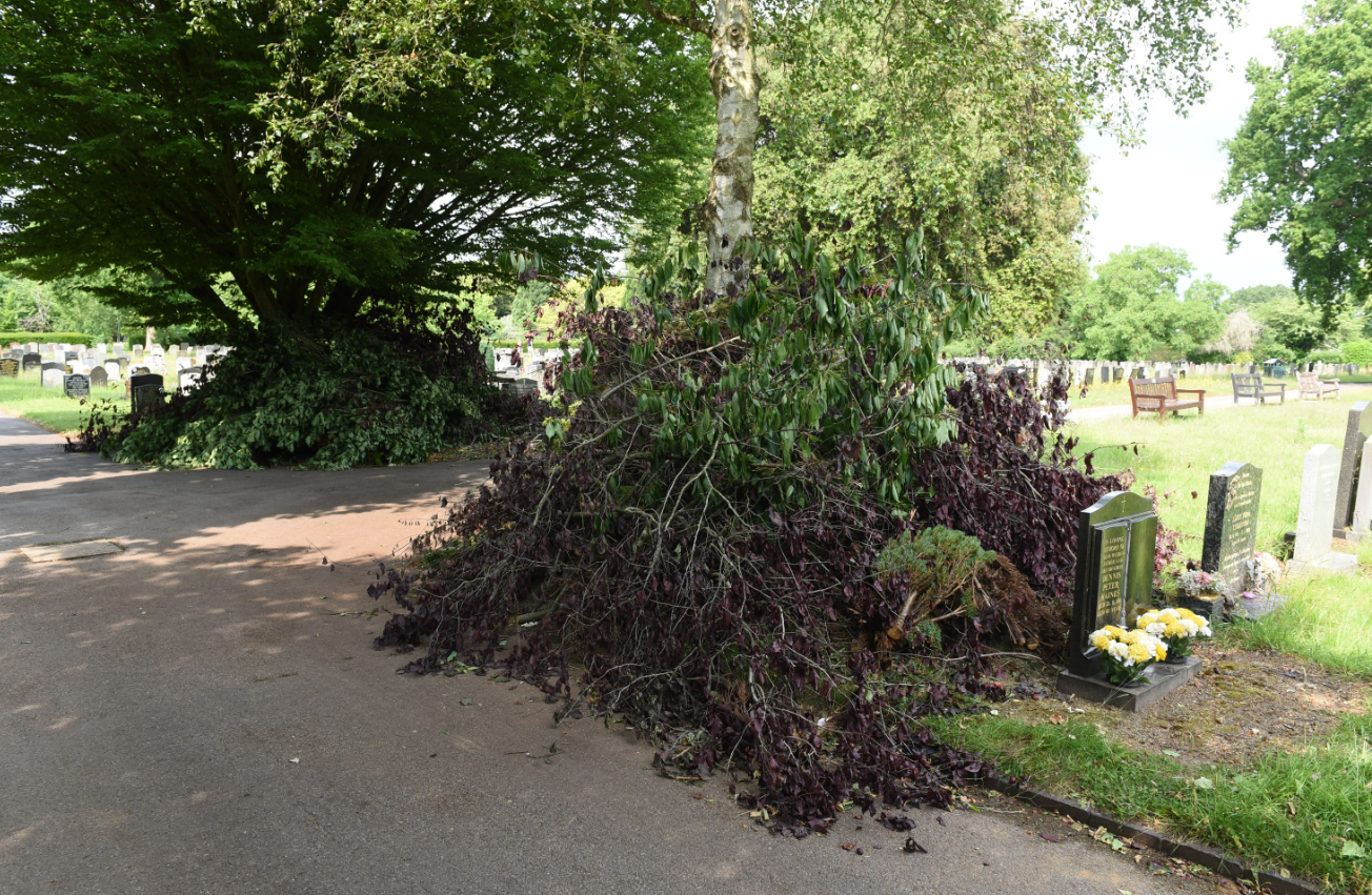 State of overgrowth at Braywick Cemetery lambasted by visitor once ...